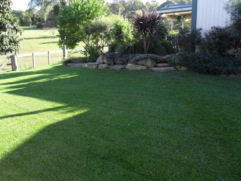 Matilda Turf - Soft Leaf Buffalo Grass - Turf Delivered Sydney