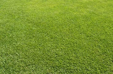 Turf Varieties Sydney - Quality Lawn and Turf Supply Windsor