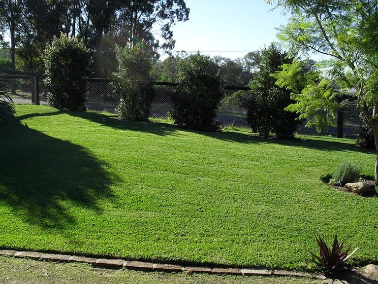 Matilda Turf - Soft Leaf Buffalo Grass – Quality Turf Supplier