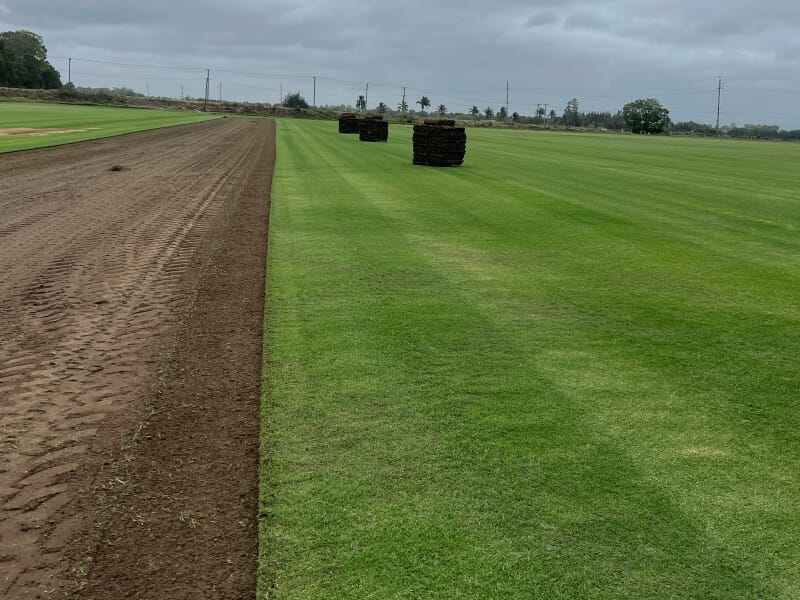 Matilda Turf - Soft Leaf Buffalo Grass – Quality Turf Supplier