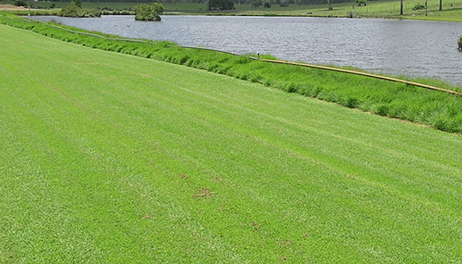 Greenlees Park Couch Grass Sydney - Sports Field Turf